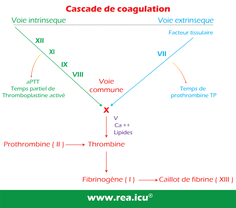 La cascade de Coagulation | Rea ICU