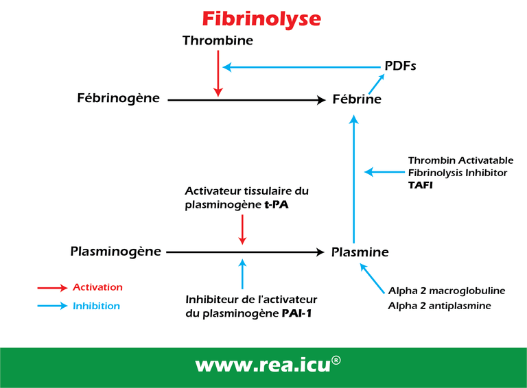 La cascade de Coagulation | Rea ICU
